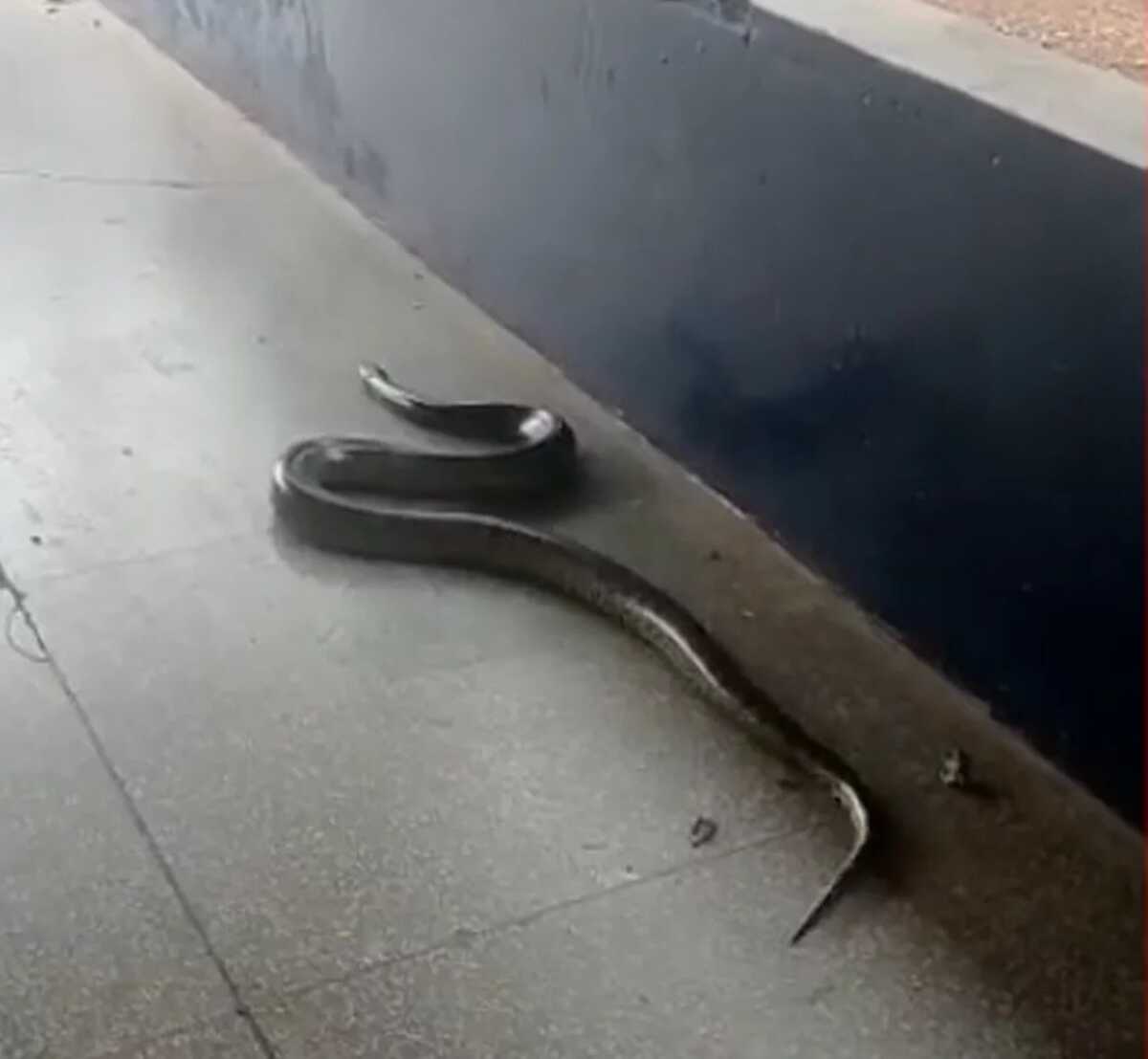 Sucuri de mais de 02 metros é capturada na varanda de casa após abater