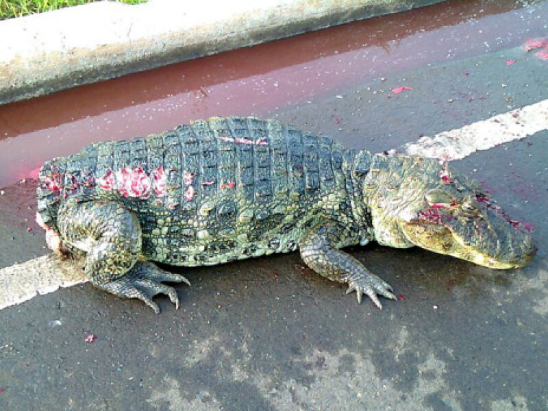 Jacaré é encontrado com cauda amputada em rodovia de MS - Fátima News
