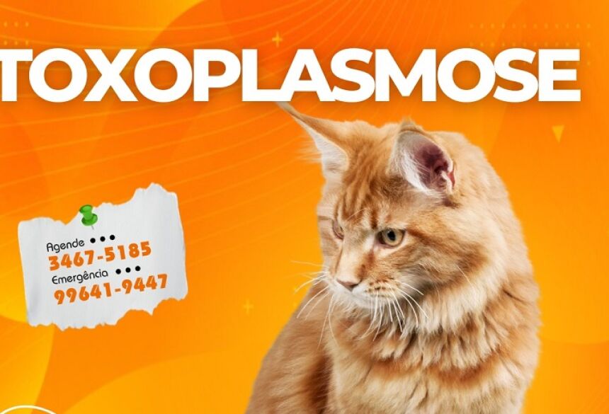 Sabe o que é toxoplasmose? Cia do Bicho explica sobre a doença do gato ...