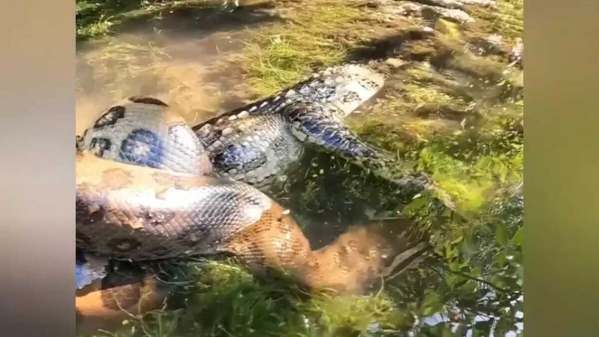 VÍDEO: Sucuri é flagrada enquanto sufoca jacaré nas águas cristalinas ...