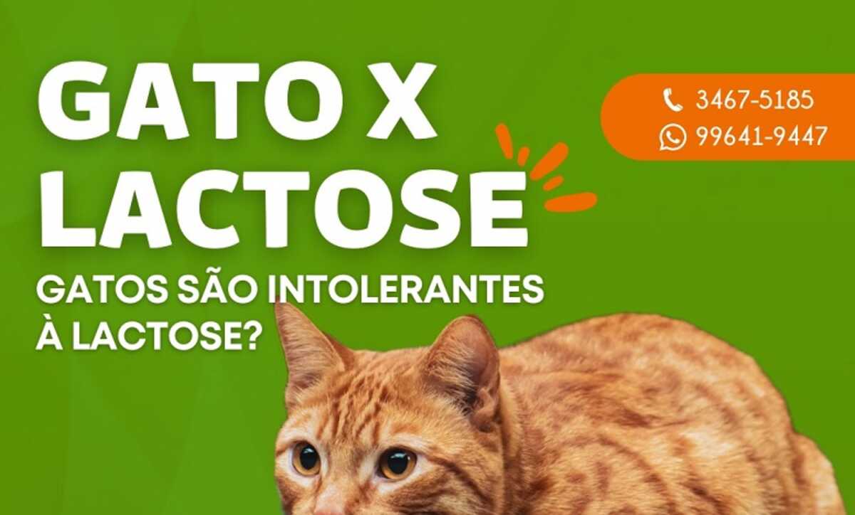 Será que o leite de vaca faz mal para o seu gatinho?, Cia do Bicho te ...
