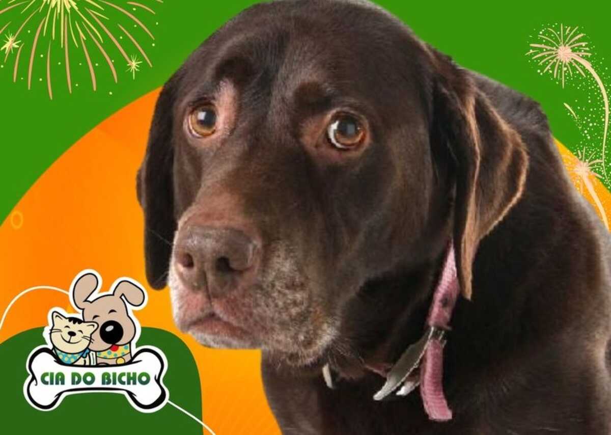 Seu Pet e os fogos, Cia do Bicho te dá dicas para deixar seu melhor ...