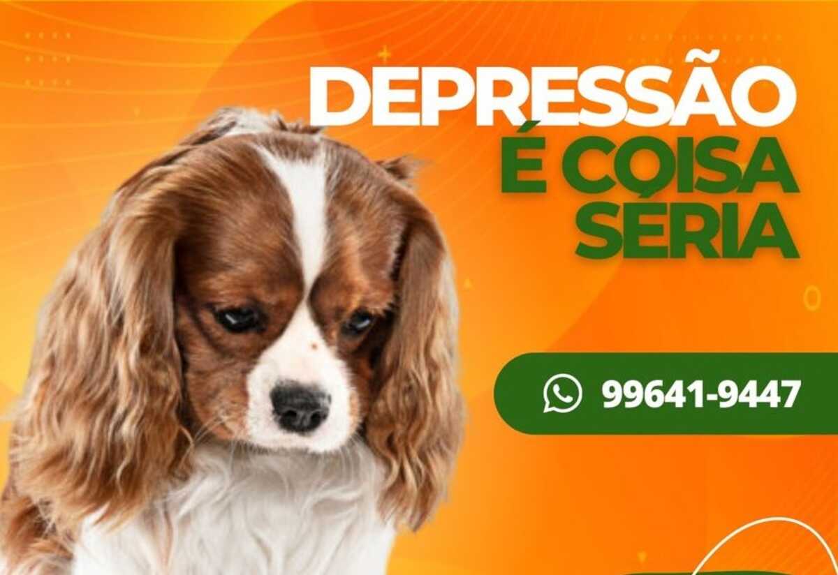 Será que seu pet está com depressão?, Cia do Bicho te explica sobre ...