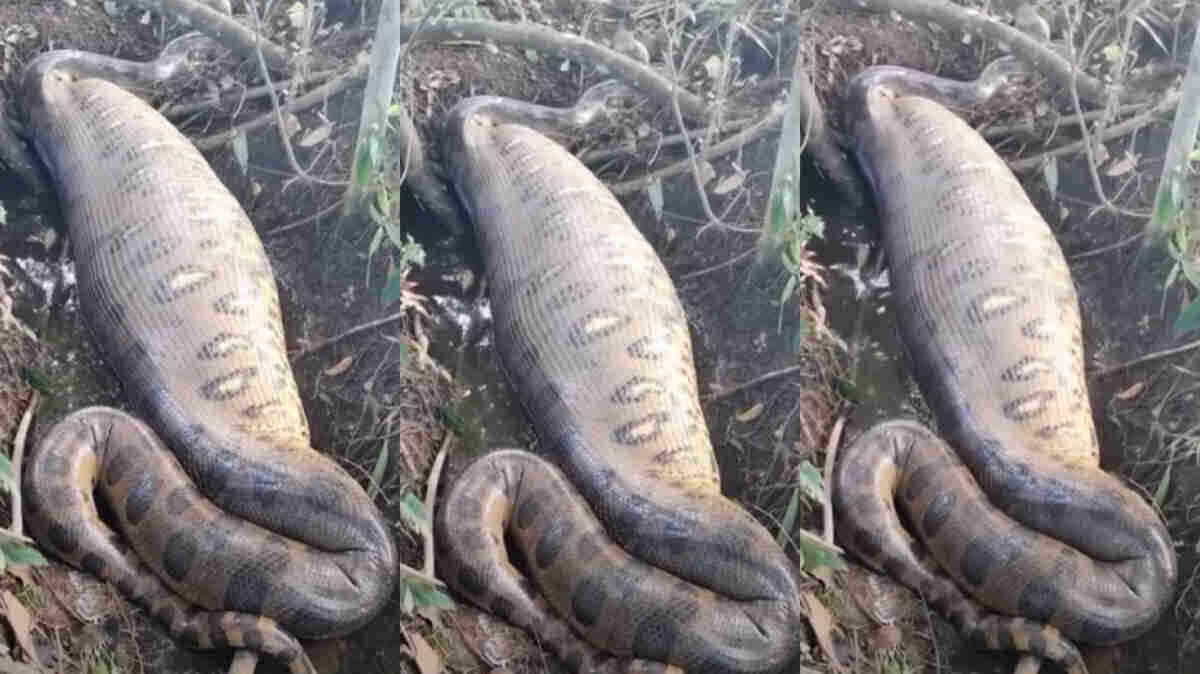 Sucuri gigantesca 'inchada' após engolir capivara inteira impressiona ...