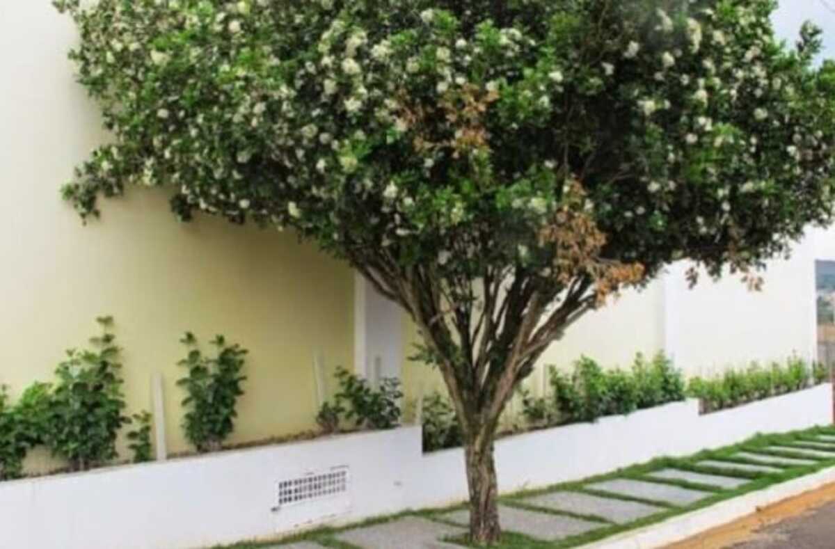 Proibição de murta em Campo Grande é positiva para dar segurança ...