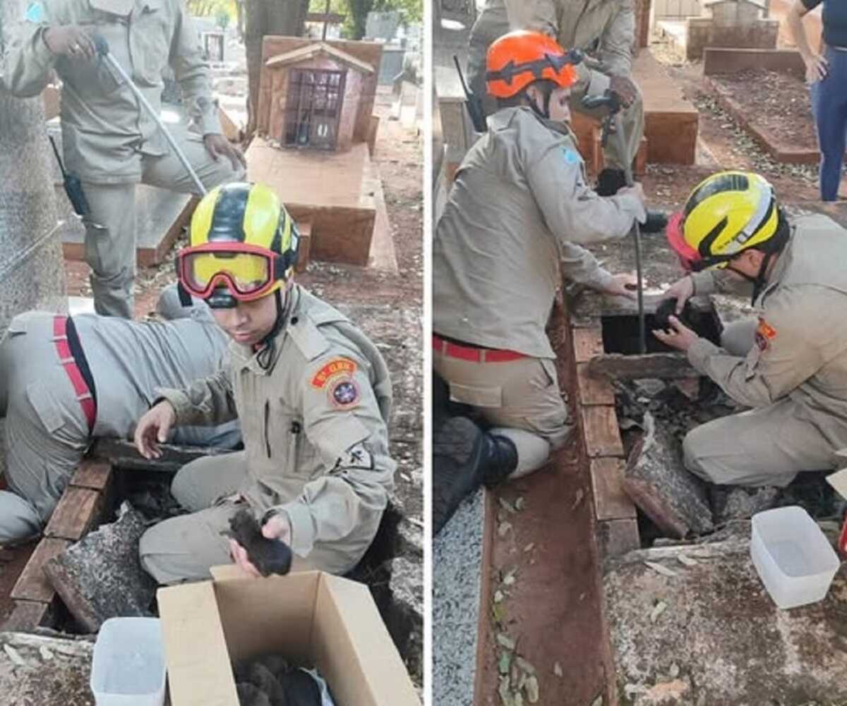 Bombeiros resgatam 13 filhotes de cachorro de cova aberta em cemitério ...