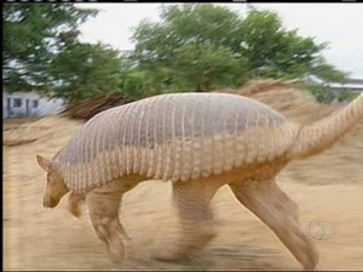 Tatu gigante, de espécie rara, é encontrado em ruas de Gurupi - Fátima News