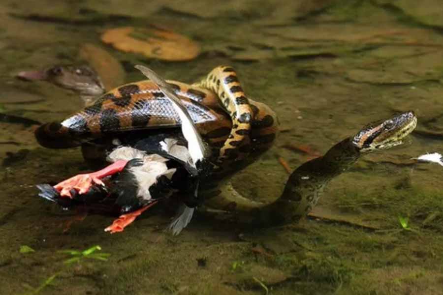 Maior espécie de sucuri do Brasil é flagrada atacando ave dentro de ...